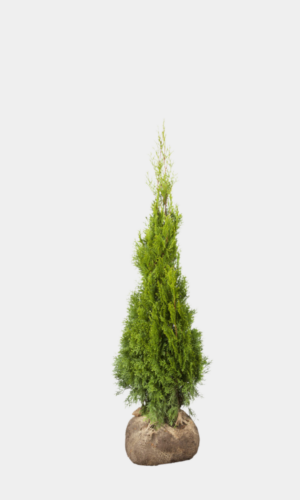 Upptäck Billiga Thuja Häckplantor på Thuja.se