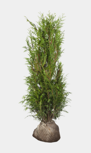 Prisvärda tujahäckar för smarta besparingar | Thuja.se