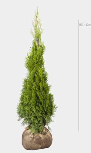 Upptäck Billiga Thuja Häckplantor på Thuja.se