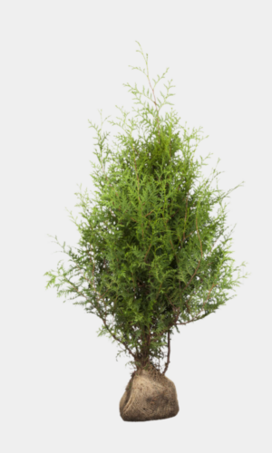 Upptäck Billiga Thuja Häckplantor på Thuja.se